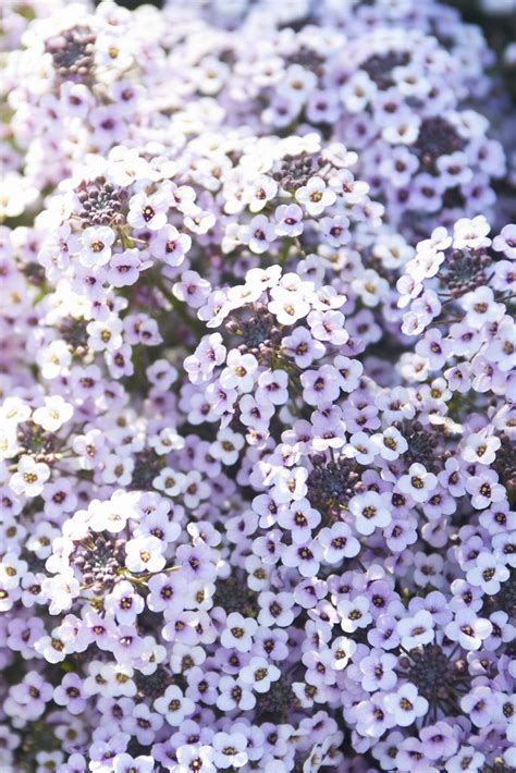 Lobularia Blushing Princess® Pleasant View Gardens