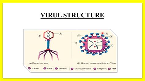 Class 8th Subjectbiology Chapter 2 Viruses By Gunjan Youtube