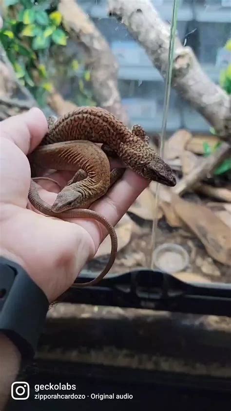 Some Freshly Hatched Varanus Kingorum Welcomed Into The World Yesterday 💚 🦎🧬🧪🧬🦎