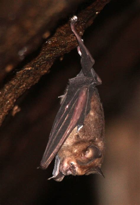 Hipposideros Speoris Schneiders Roundleaf Bat — Coke Smith Wildlife