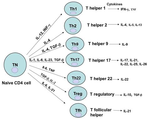 What Is Another Name For T Cells At Adam Hebert Blog