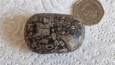 Can Anyone Help Me Identify This R Fossils