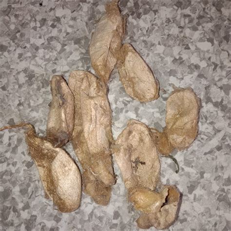 Muga Cocoon At 370000 Inr In Biswanath Chariali Assam Das Enterprises