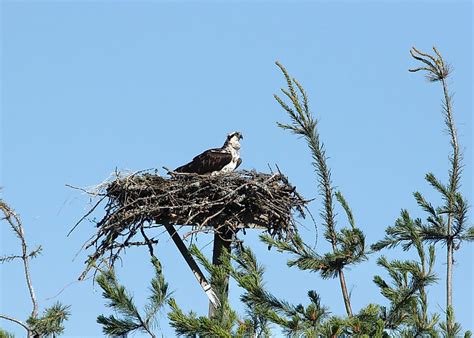 Bird Nesting Habits By Species Fascinating Facts Explained Simply