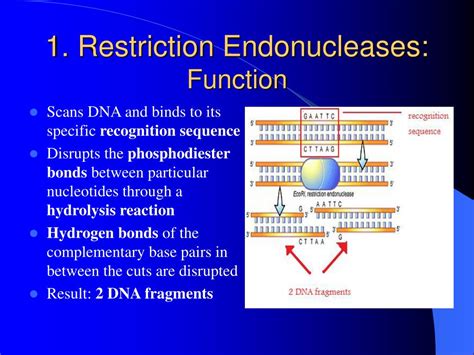 ppt 6 1 biotechnological tools and techniques powerpoint presentation id 3939275