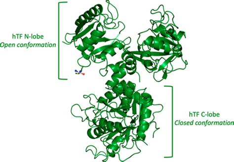 Cisplatin Binding To Human Serum Transferrin A Crystallographic Study