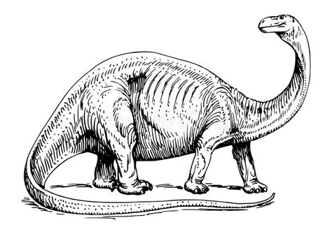 Drawing Of Brontosaurus With A White Background Stock Illustration
