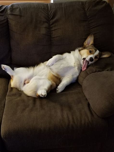 Corg Potato Scrolller