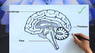 How To Draw Human Digestive System Easy Digestive System Anatomy