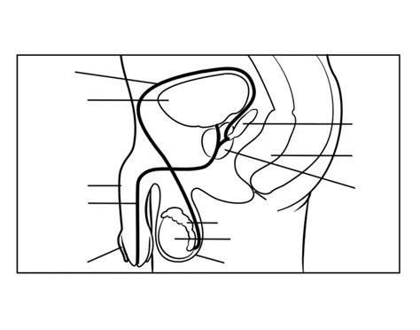 Reproductive System Coloring Pages To Print Free Printable Coloring Pages