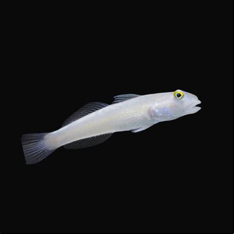 Valenciennea Sexguttata Six Spot Sleeper Goby M