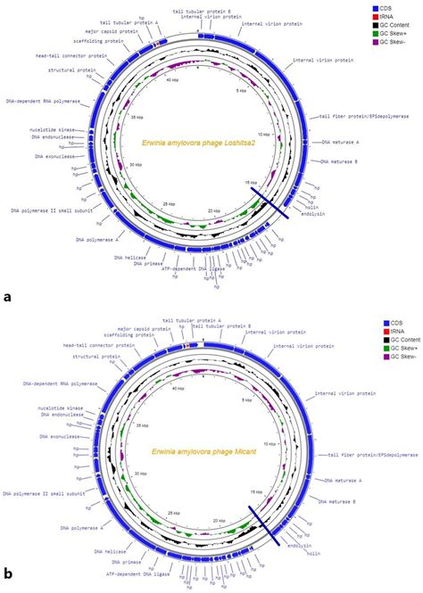 Genetic Map Of The Phage Loshitsa2 Genome A And The Phage Micant