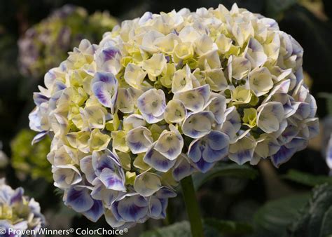 Cityline® Mars Bigleaf Hydrangea Hydrangea Macrophylla Images