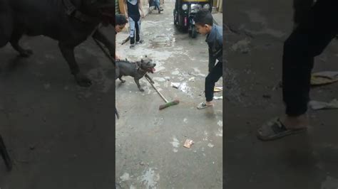 اشرس كلب بيدبول 🐶🐕 Youtube