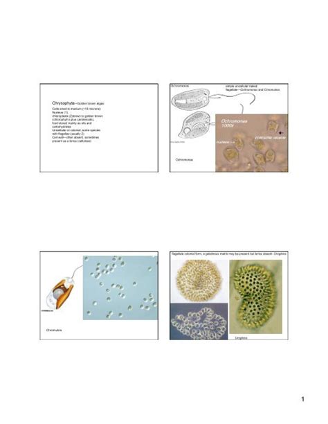 Chrysophyta Golden Algae