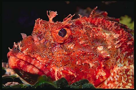 Scorpion Fish In A Marine Aquarium
