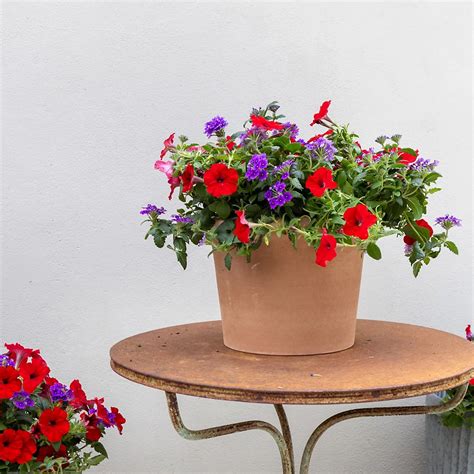 Ruby Amethyst Easy Speed Planter Preplanted Plant Planter For Baskets Pots
