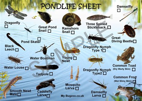 Pond Organism Identification Chart Pond Ecology And Conservation