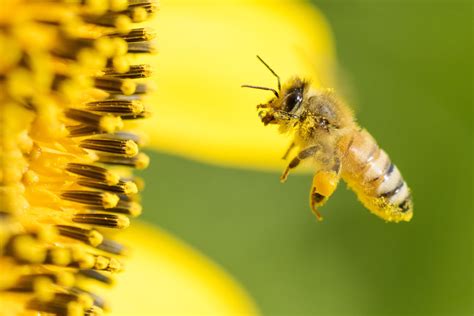 Conservation Lead Image Reaseheath College