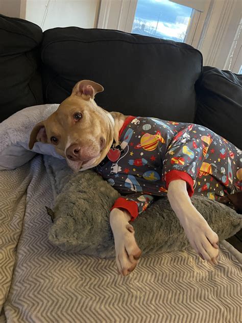 This Is My Beautiful Pitty Girl Artemis That I Rescued A Couple Days Ago Shes Very Sweet I