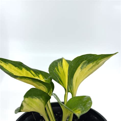 Hosta Beach Boy Buy Indoor Plants Online The Plant Buddies Australia