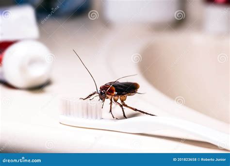 Cockroach On A Toothbrush Lack Of Hygiene Terrible Sanitary