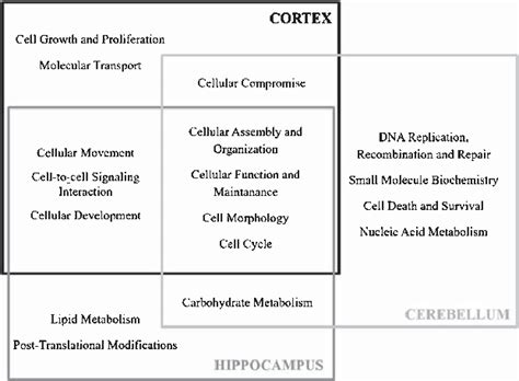 Molecular And Cellular Functions Associated To Significantly Altered