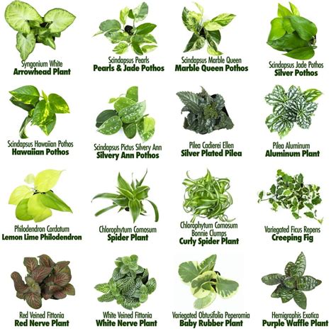Different Types Of Indoor Plants