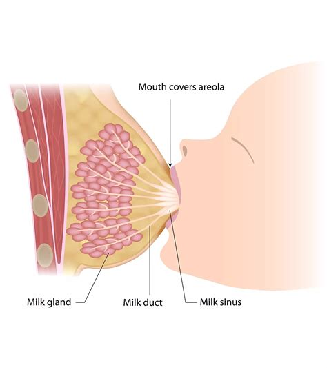 Real Milk Gland
