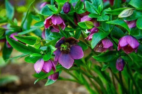 Monty Dons Simple Roses Tip Will Keep Them Flowering All Summer Long
