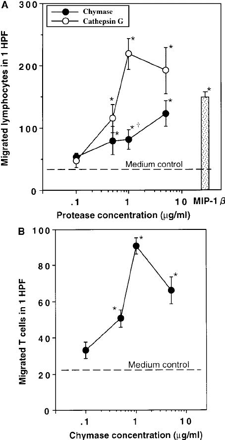 Lymphocyte Migration Induced By Chymase And Cathepsin G A And T Cell Download Scientific
