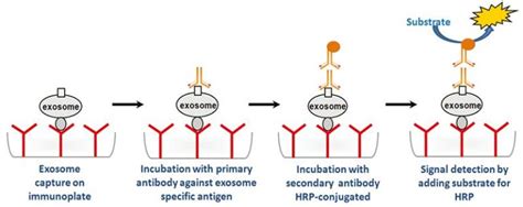 Mobitec To Offer Exotest™ And Exo Facs Exosome Quantification Kits Exosome Rna