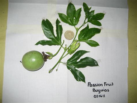 Passiflora Edulis Passifloraceae