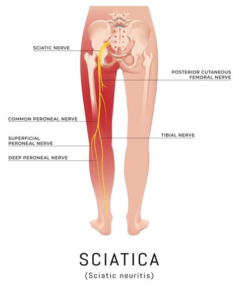Superficial Peroneal Nerve Distribution Superficial Peroneal Nerve Distribution