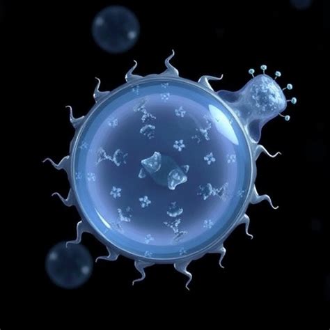 Unlocking Oocyte Quality Via Cumulus Cell Gene Analysis