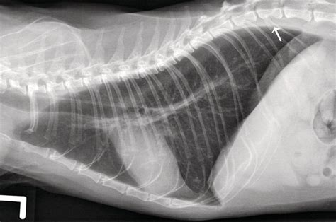 19 Feline Thorax Veterian Key