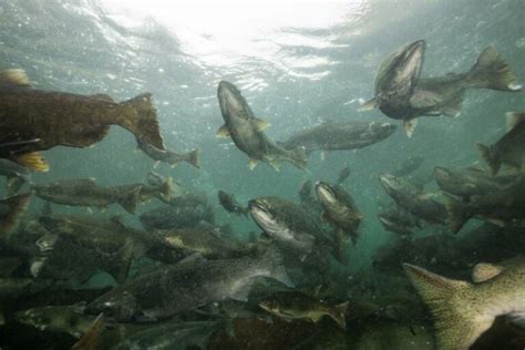 Unveiling The Incredible Journey Everything You Need To Know About Salmon Migration