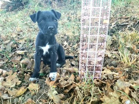 My Mini Ratzer Puppy Is So Smol Raww