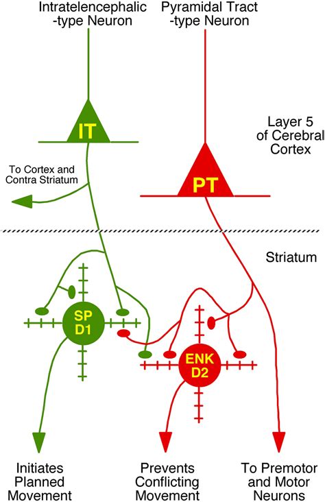 Frontiers Corticostriatal Projection Neurons Dichotomous Types And