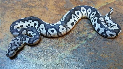 Axanthic Killer Clown Ball Python Axanthic Killer Clown Ball Python