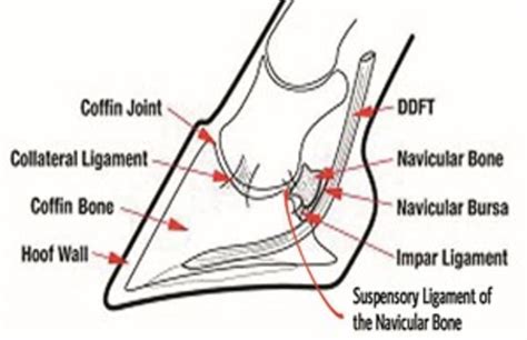 Navicular Syndrome No Longer A Scary Prognosis Artofit