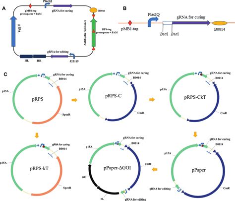 Plasmids Design And Construction A General Design Of Download