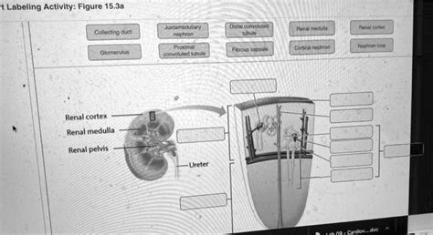 Part Labeling Activity Figure 153a Collecting Duct Juxtamedullary