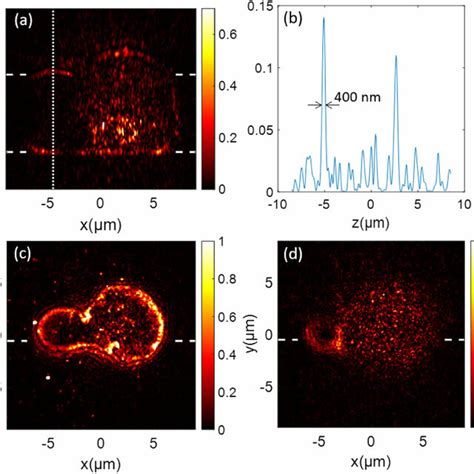 Reflection Sycm Intensity Reconstruction Of A Human Effector T Download Scientific Diagram