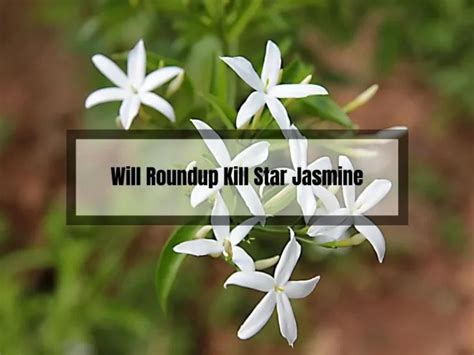 Training Jasmine On A Wooden Fence A Step By Step Guide Gardening Flow
