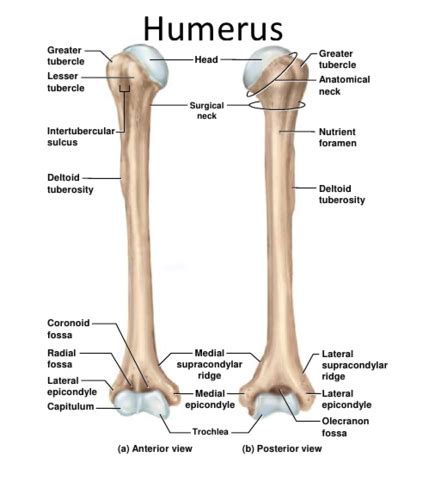 Supracondylar Ridge Of Humerus