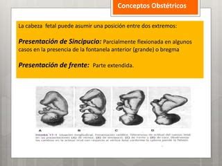 Conceptos Obstétricos Situación Presentación Actitud De Posición Del
