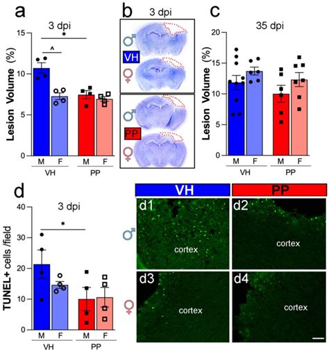 Probiotic Treatment Induces Sex Dependent Neuroprotection And Gut Microbiome Shifts After
