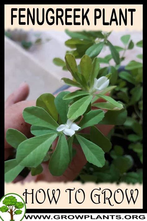 Fenugreek Plant How To Grow And Care