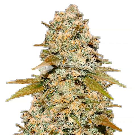 Maple Leaf Feminised Cannabis Seeds Wse Australia
